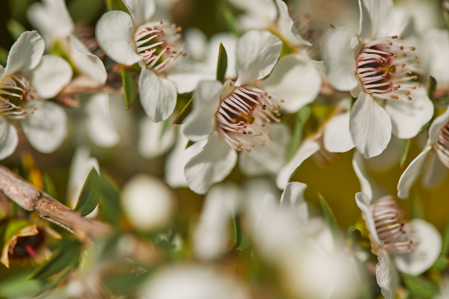 Unlocking More Of Mānuka - UMFHA and University of Waikato Launch ...