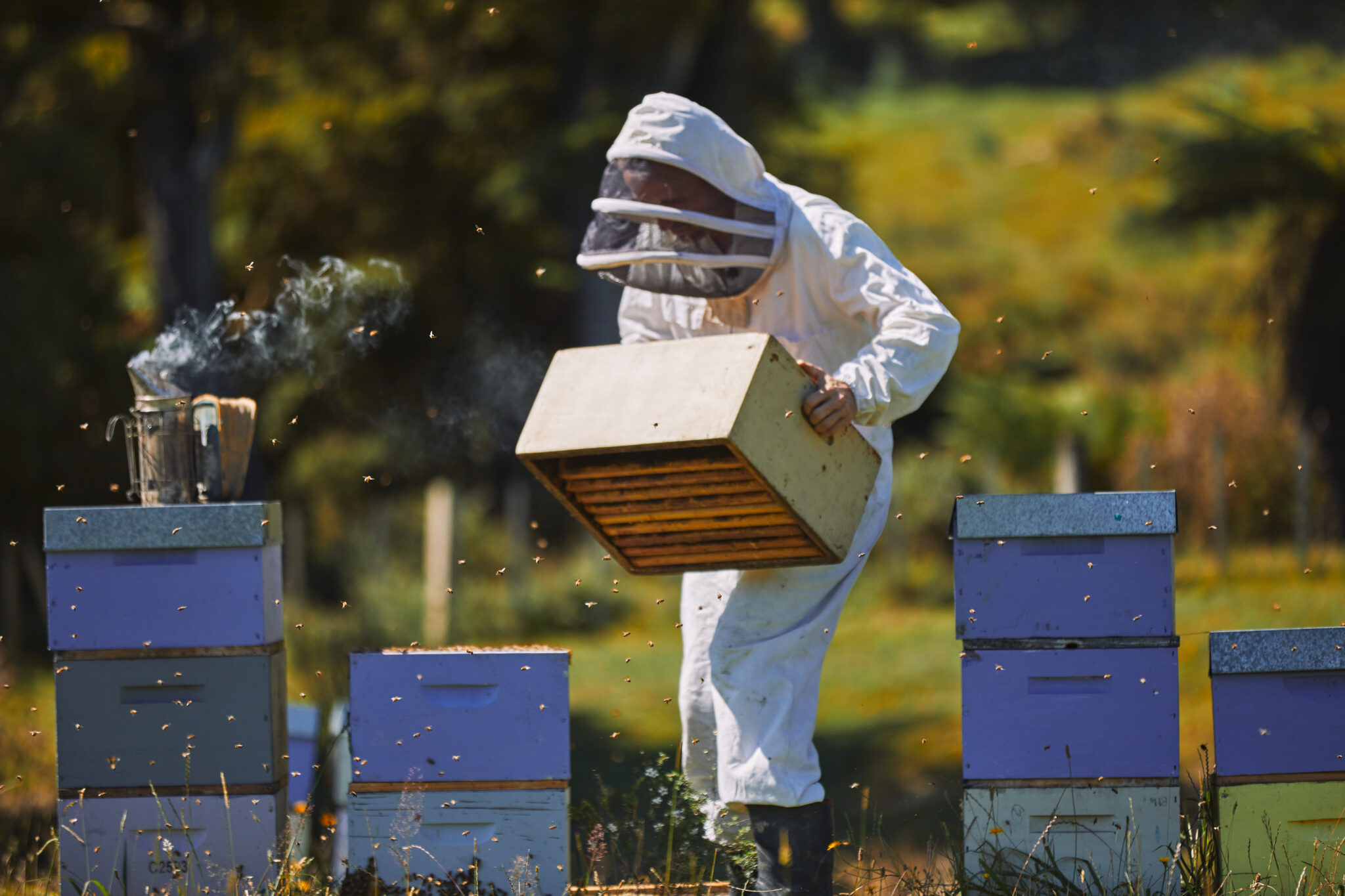 "What's All the Buzz About- The benefits of Manuka Honey" PODCAST